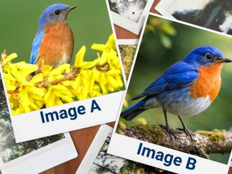 Find the Fake: Blue Bird - CyberGuy
