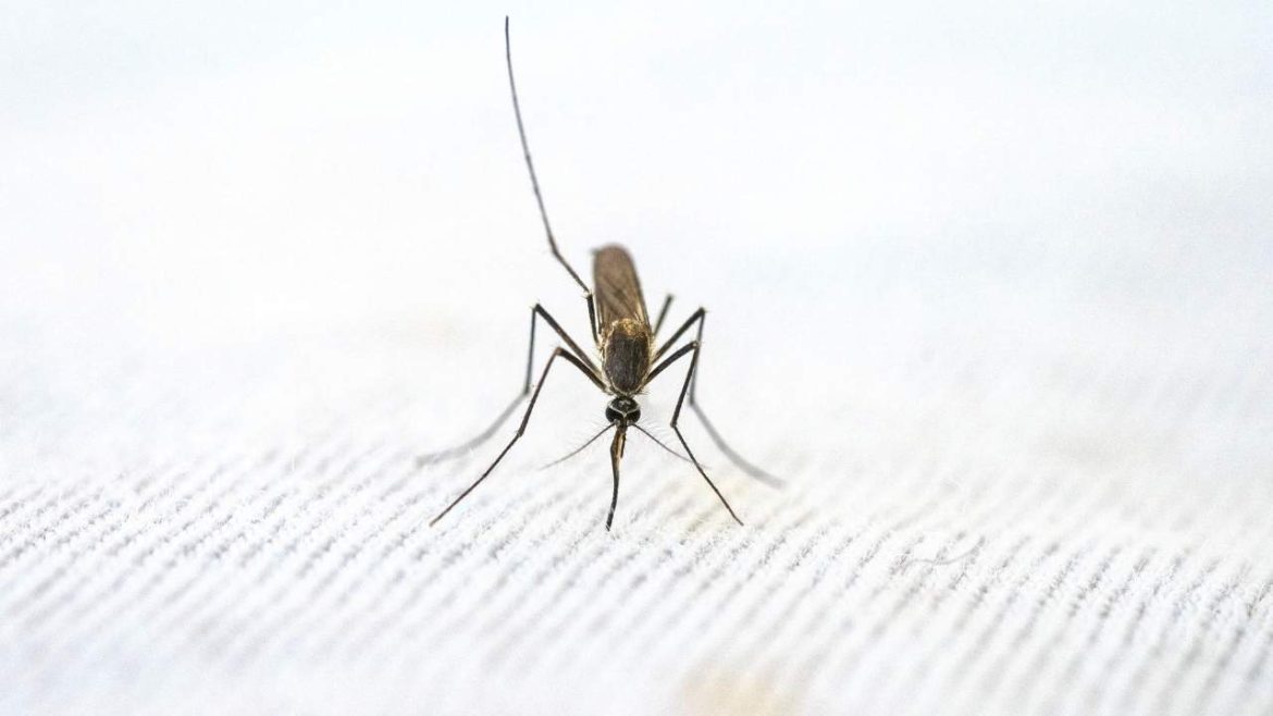 Google wants to release millions of mosquitoes - CyberGuy