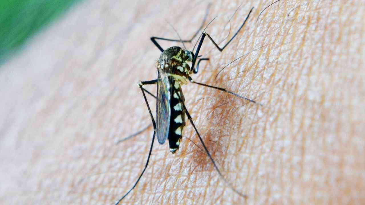 Google wants to release millions of mosquitoes - CyberGuy